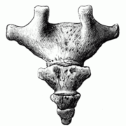 Coccyx.org - Customer Reviews